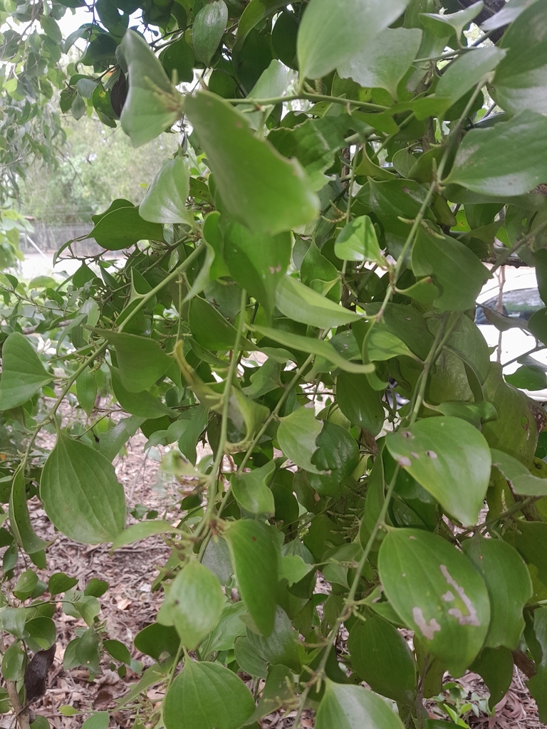 Broad Leaved Native Cherry from Marrara NT 0812, Australia on January 8 ...