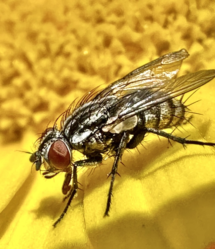Metopia from Mission Trails Regional Park, San Diego, CA, US on January ...
