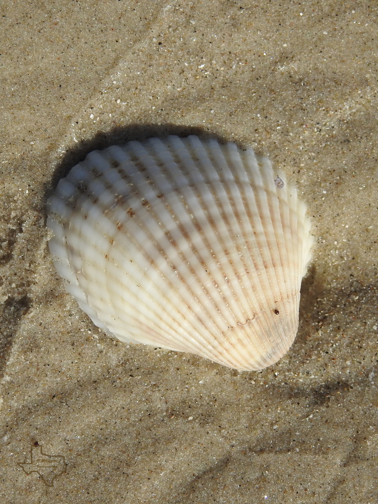 Ark Shells and Allies from Padre Island, Corpus Christi, TX, USA on ...