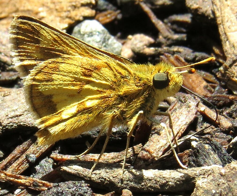 Peck's Skipper from Swannanoa, NC 28778, USA on May 9, 2023 at 01:07 PM by forest-stream-and-sea ...