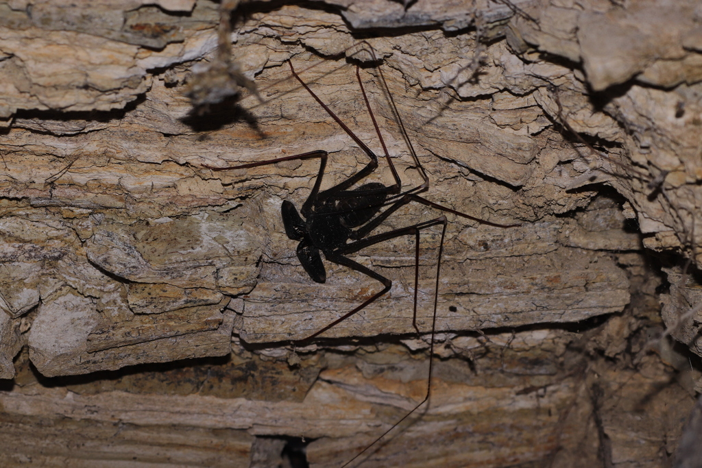 Acanthophrynus coronatus from San Ignacio, Sin., México on January 6 ...