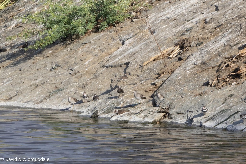 Wood Sandpiper from Windhoek, Namibia on November 2, 2023 at 05:03 PM ...