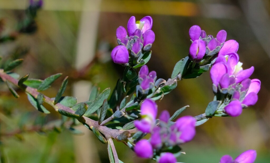 Mountain Milkwort from Cradle Mountain TAS 7306, Australia on December ...