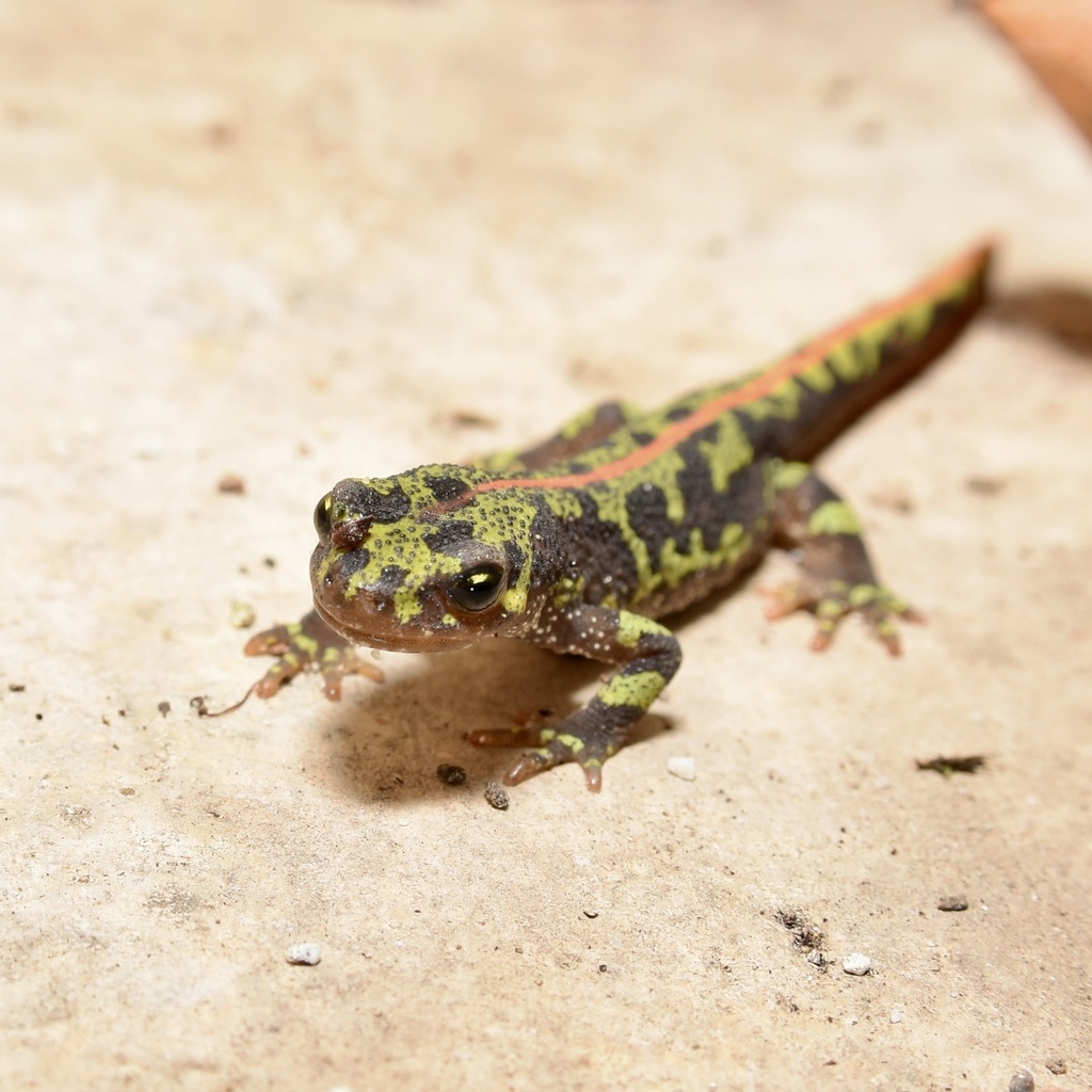 Marbled Newt in January 2024 by melster. Tiny individual - T. marmoratus youngster, or T ...
