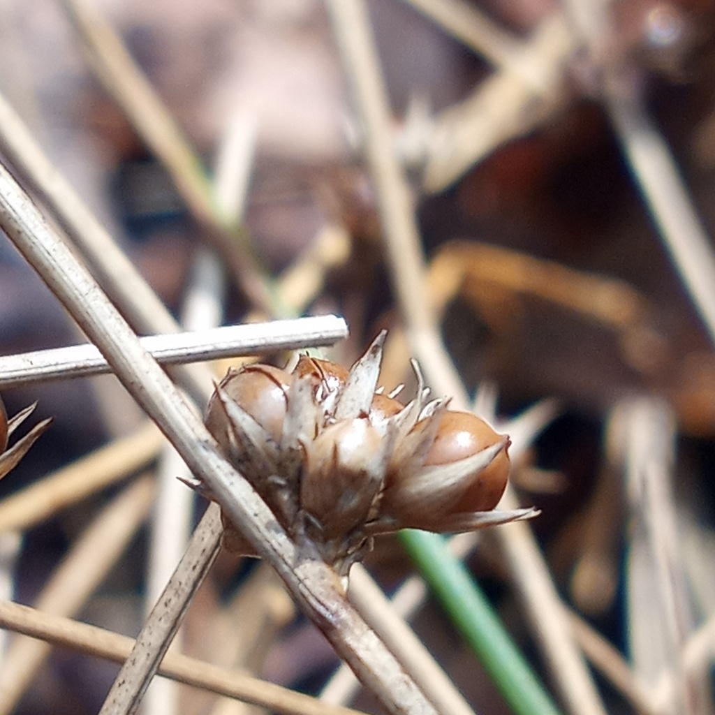 Leathery Rush from Worcester County, MD, USA on January 8, 2024 at 01: ...