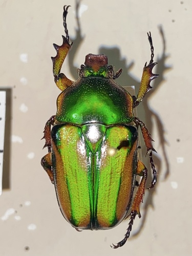 Genus Asthenorhina · iNaturalist