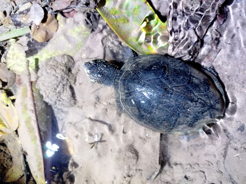 Mexican Mud Turtle from 82920 Acatitán, Sin., México on January 6, 2024 ...
