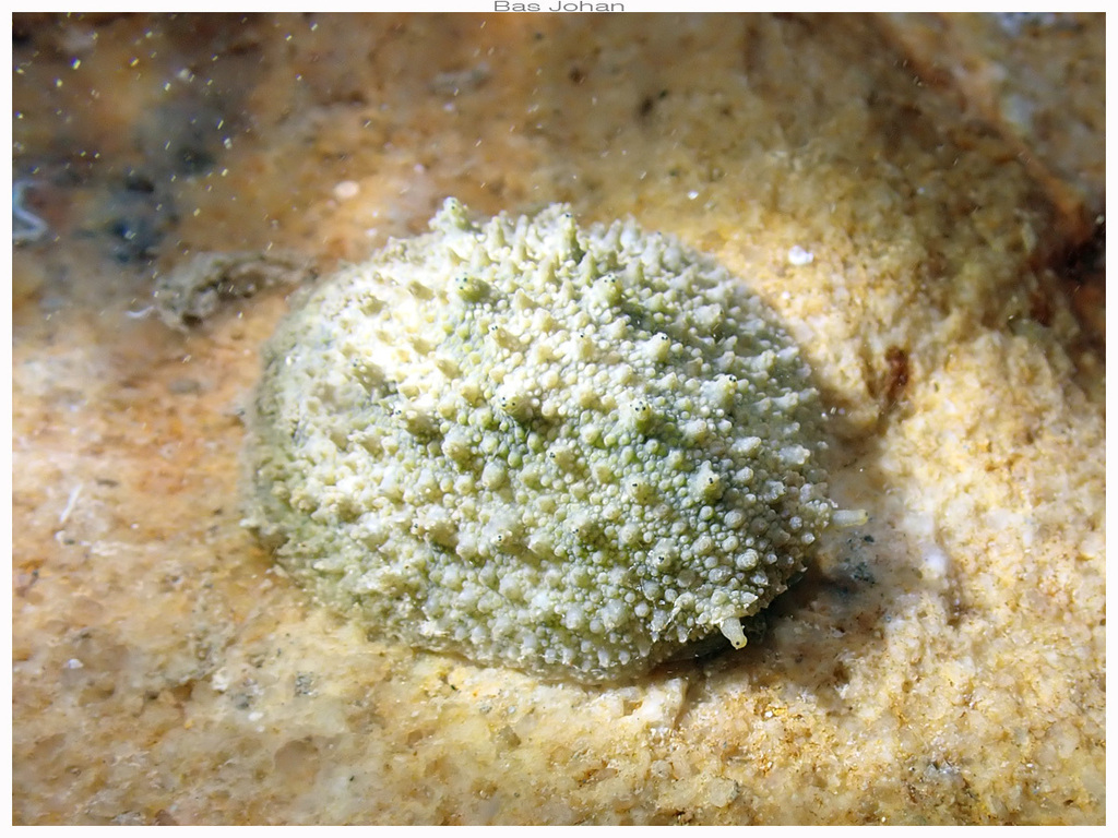 Warty Slug from Baie des Citrons - Noumea on January 1, 2024 at 10:22 ...