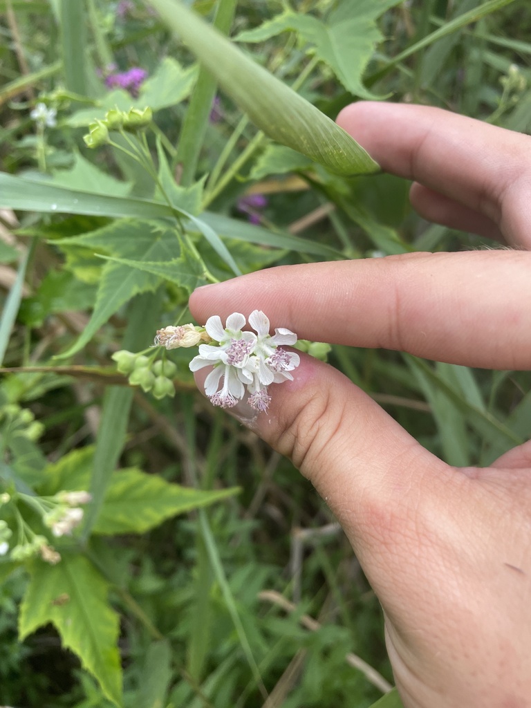 Virginia Mallow in August 2022 by William Samojeden. Old observation ...