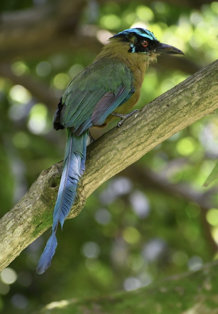 Andean Motmot from Menga, Cali, Valle Del Cauca, CO on January 8, 2024 ...