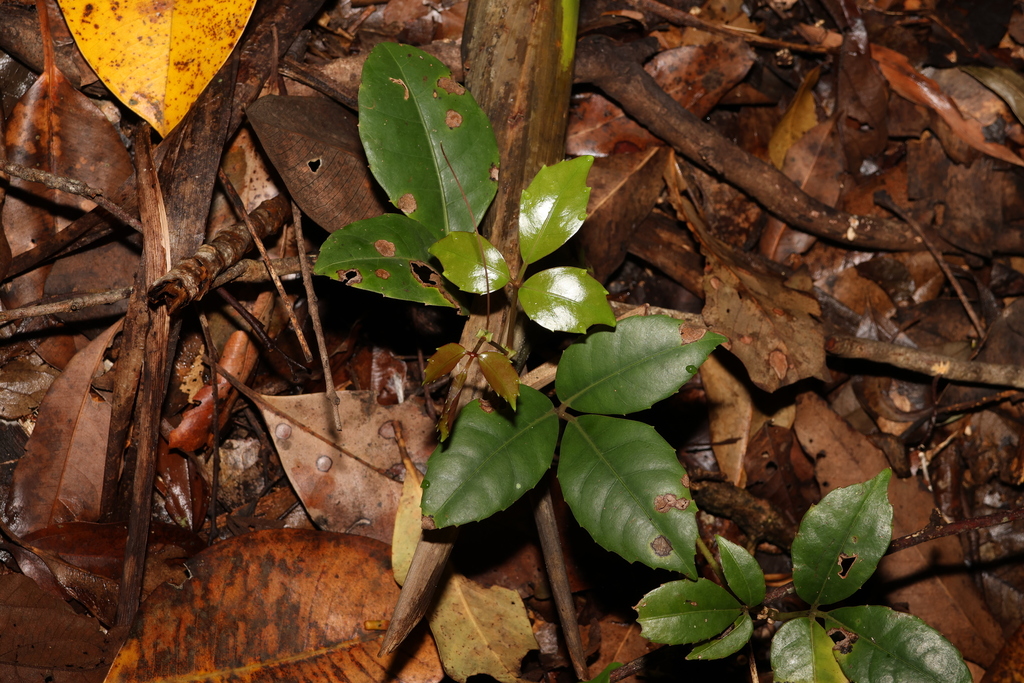 Native Grape from Enoggera Reservoir QLD 4520, Australia on January 8 ...
