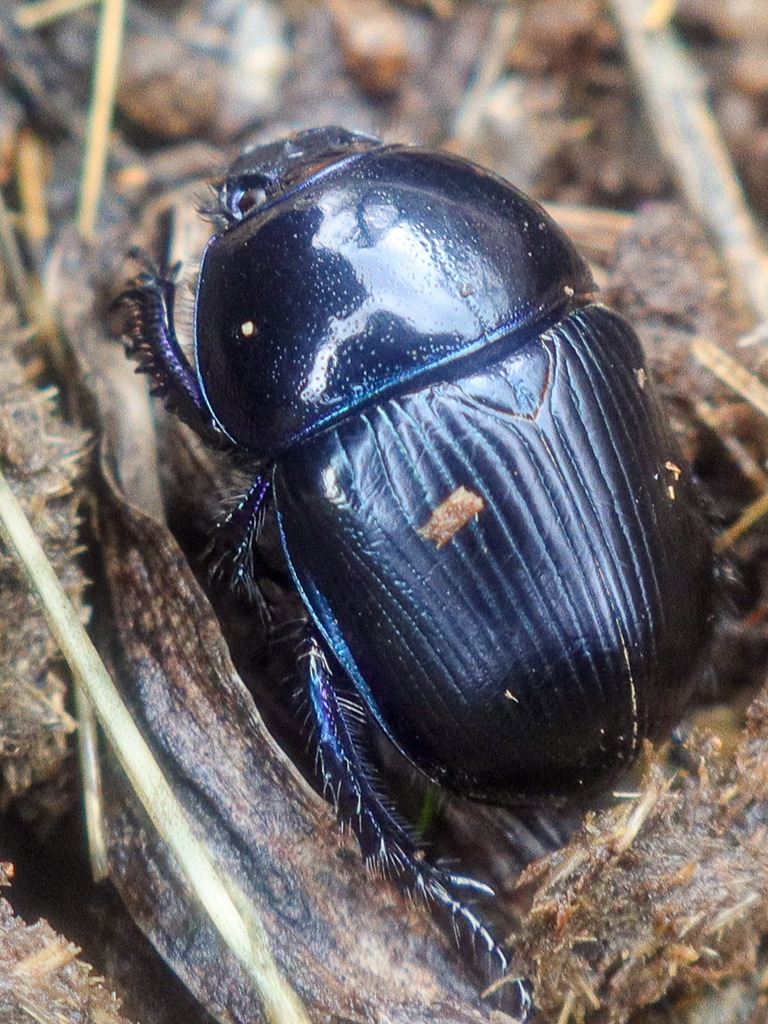 Common Dor Beetle from 20250 Corte, France on October 24, 2023 at 11:50 ...