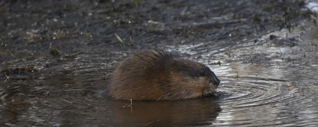 Muskrat from Tucker County, WV, USA on January 8, 2024 at 11:29 AM by ...