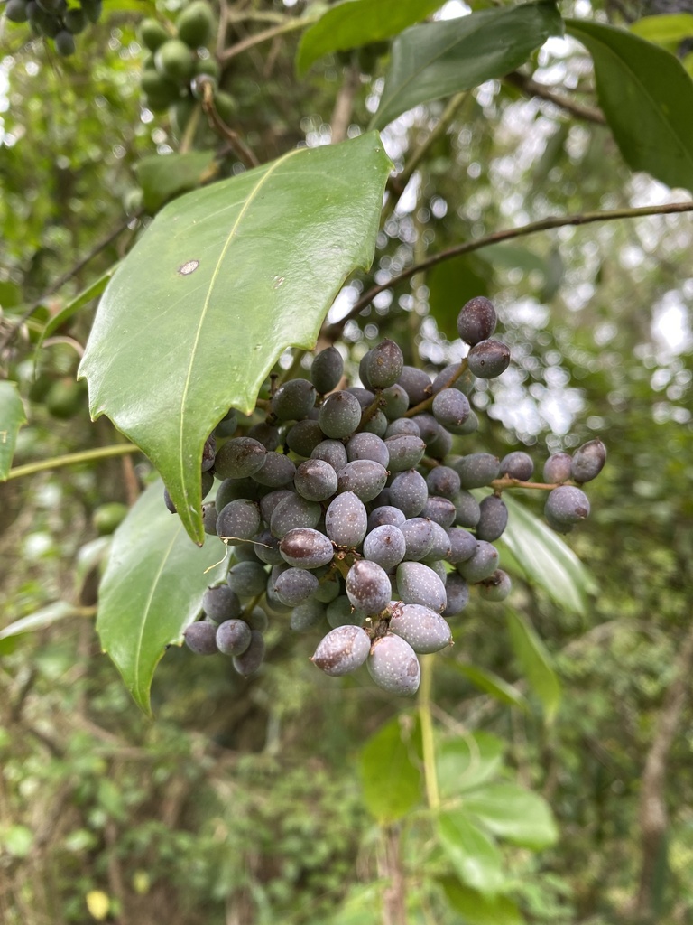 Native Grape from Rangemore, QLD, AU on January 9, 2024 at 10:36 AM by ...