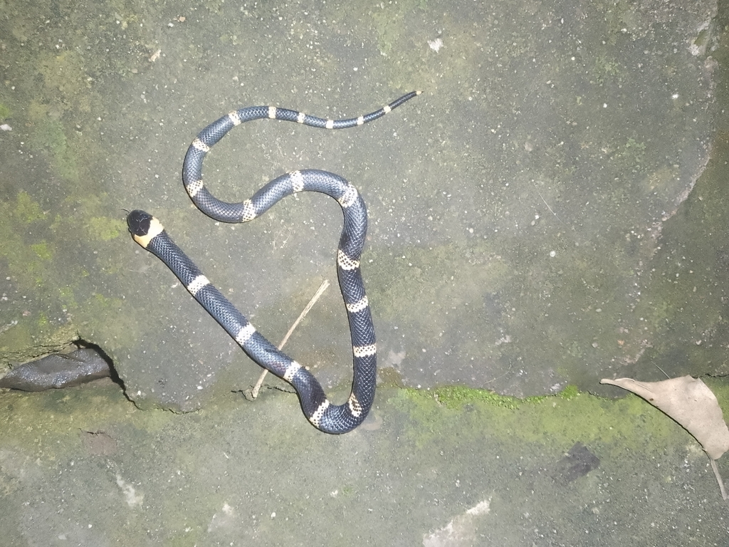 Terrestrial Snail Sucker from 79900 Xilitla, S.L.P., México on December ...