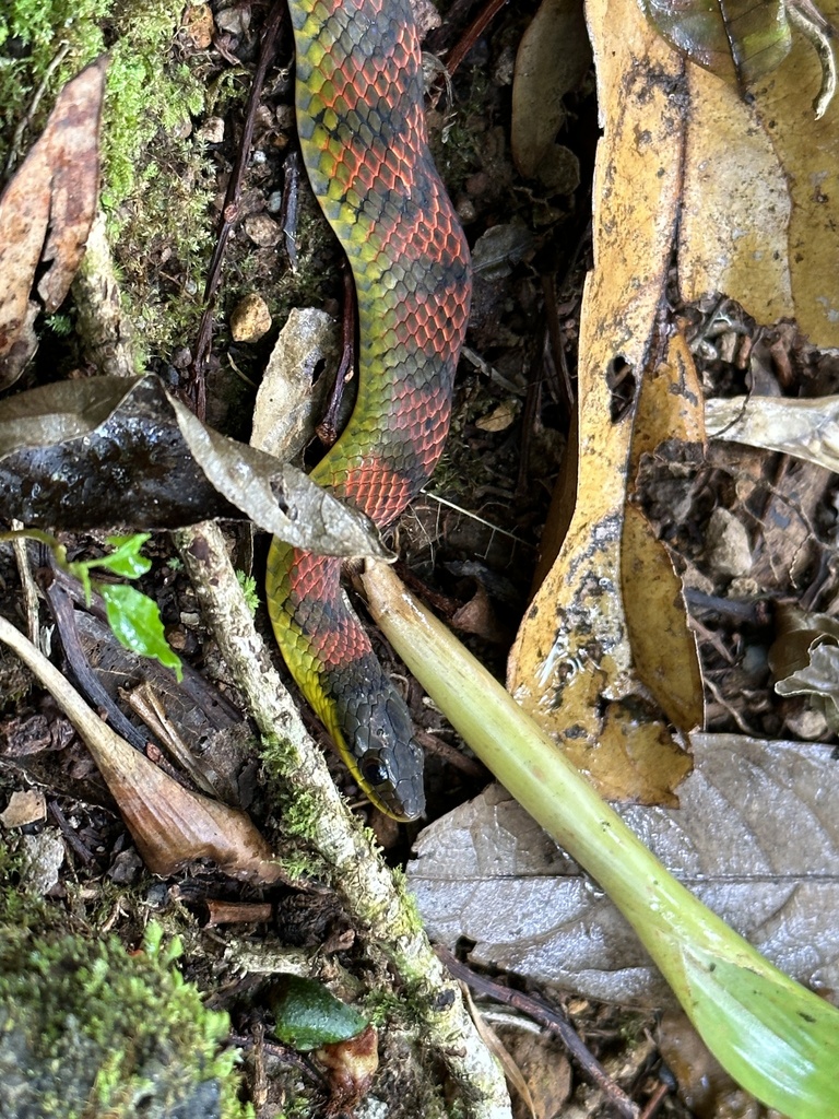 Fire-bellied Snake from Calle Bajo La Vieja, San Carlos, Province d ...