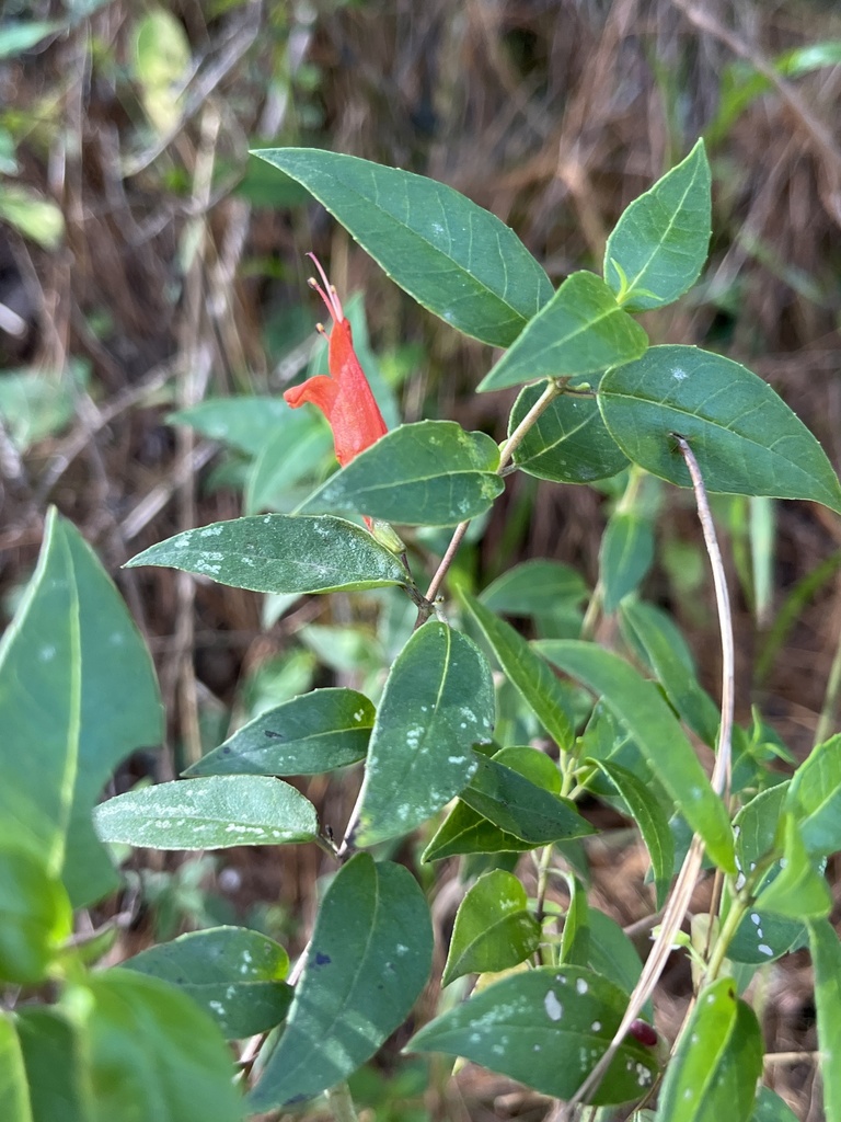 Clinopodium macrostemum from Oaxaca, MX on January 8, 2024 at 09:43 AM ...