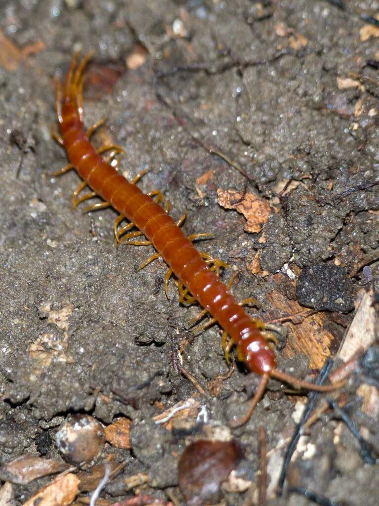 Eastern Red Centipede from Bluemont, Arlington, VA, USA on January 7 ...