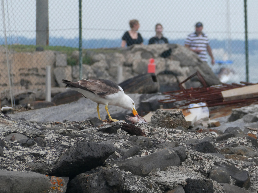 Pacific Gull from Williamstown VIC 3016, Australia on January 6, 2024 ...