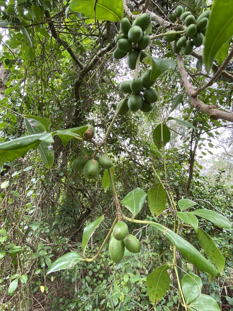 Native Grape from Mowbullan, QLD, AU on January 9, 2024 at 10:37 AM by ...