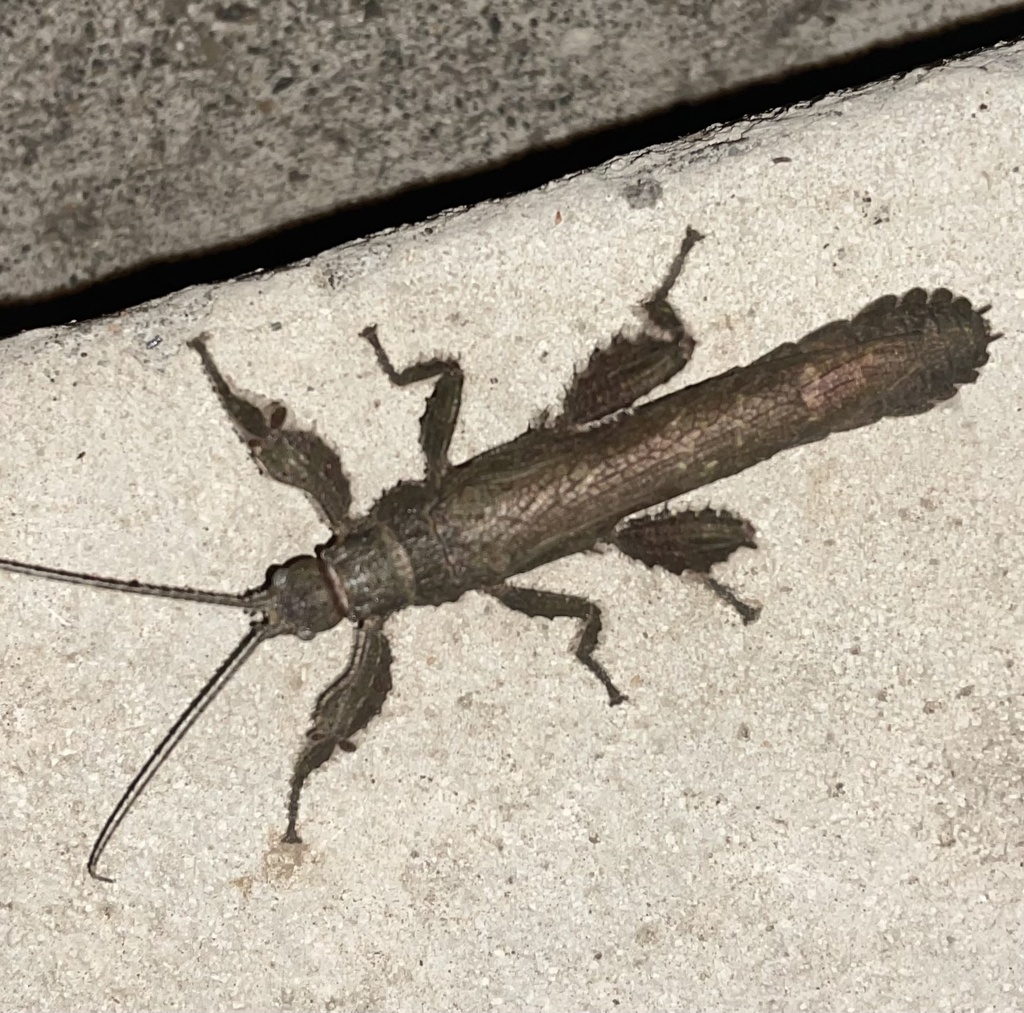 Prisopus from Calle Esperanza Sur, Nicoya, Guanacaste, CR on January 8 ...