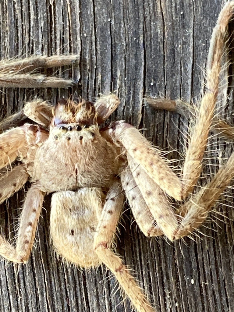 Grey Huntsman from Burraneer Rd, Coomba Park, NSW, AU on January 9 ...