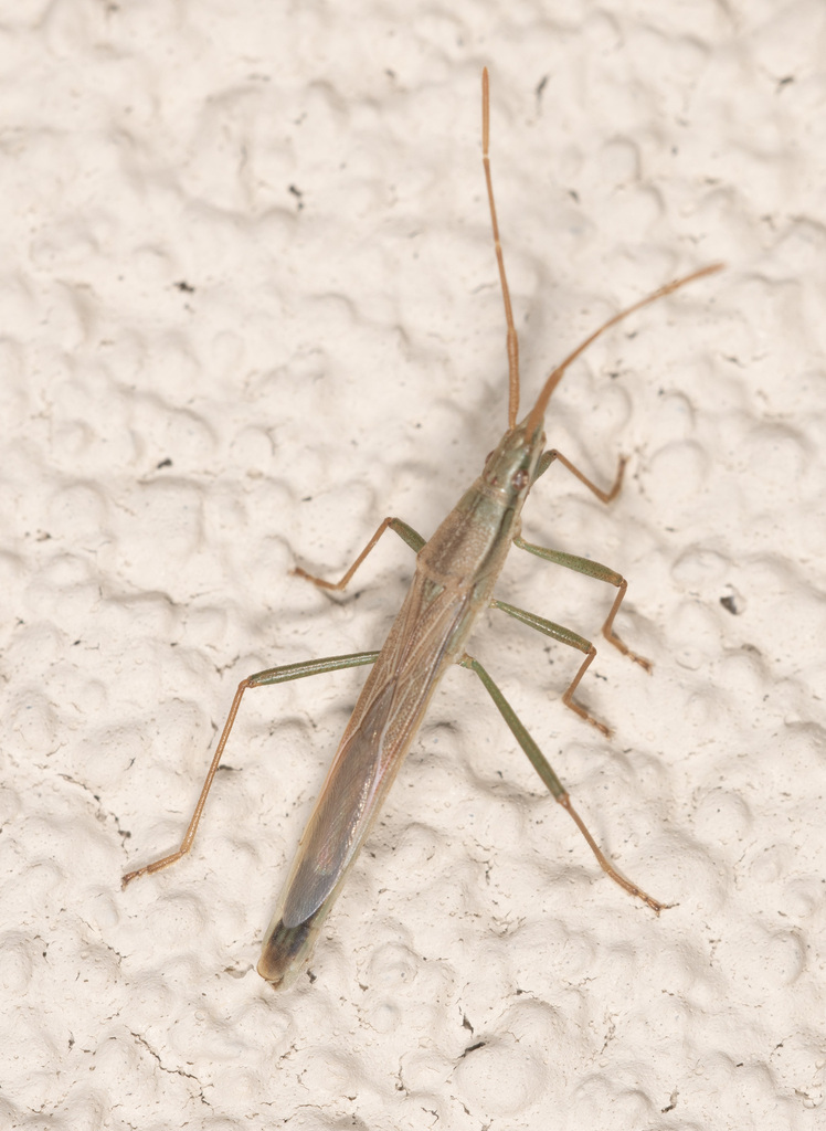 Long Broad-headed Bug from Ridgeway TAS 7054, Australia on January 7 ...