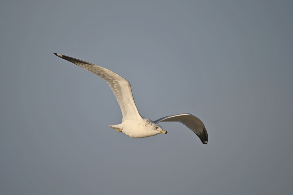 Ring-billed Gull from Cameron Parish, LA, USA on January 8, 2024 at 04: ...
