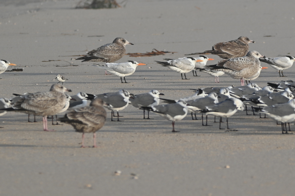 Royal Tern from Cameron Parish, LA, USA on January 8, 2024 at 04:26 PM ...