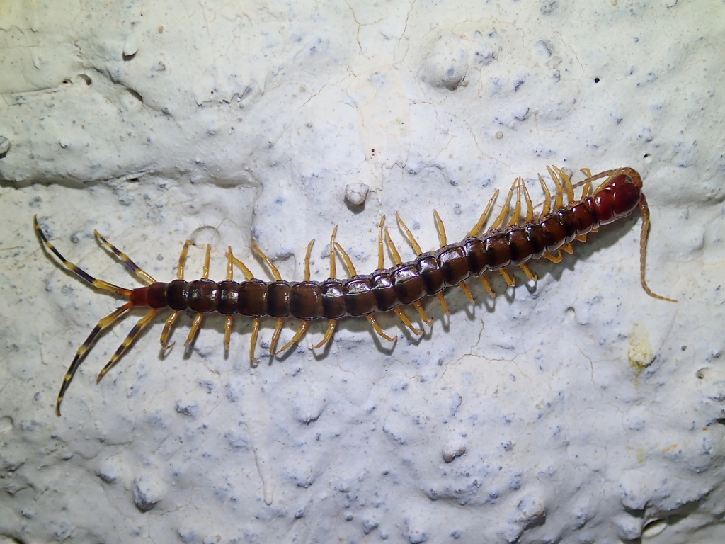 Red Centipedes in November 2021 by Tsssss · iNaturalist