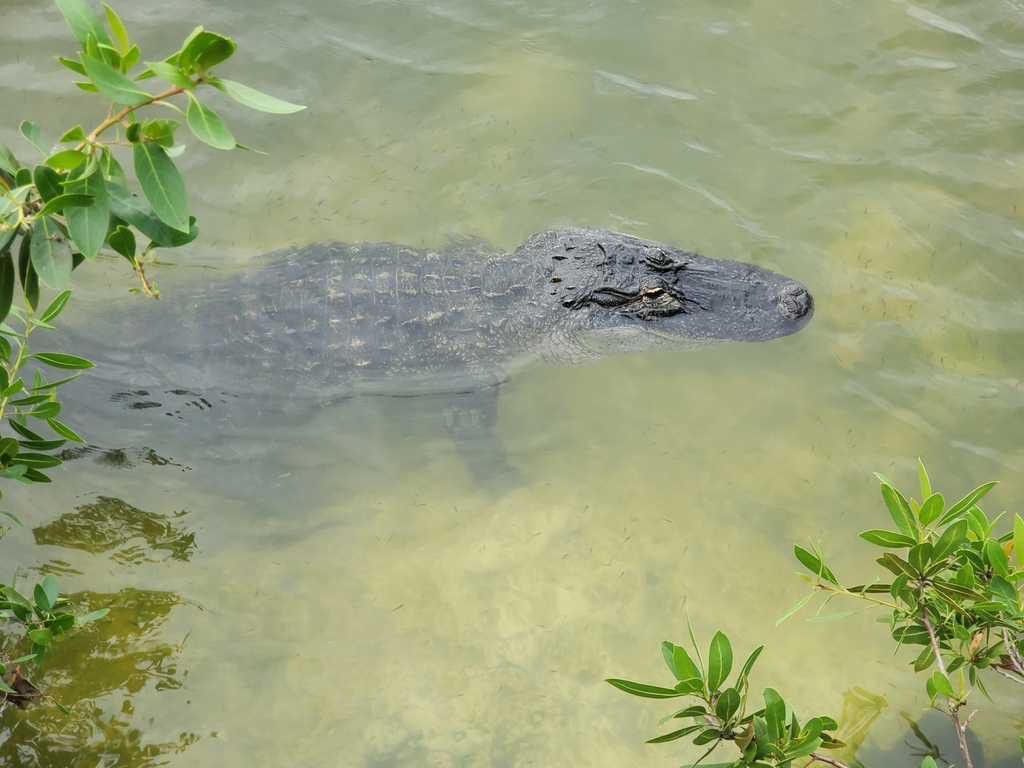 American Alligator from Big Pine Key, FL 33043, USA on December 11 ...