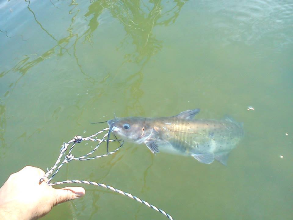 Ictalurus balsanus (Jordan & Snyder, 1899)