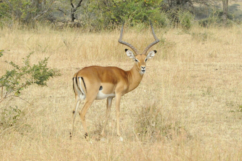Common Impala from Mara, 肯尼亚 on July 26, 2010 at 09:27 PM by kyosapir ...
