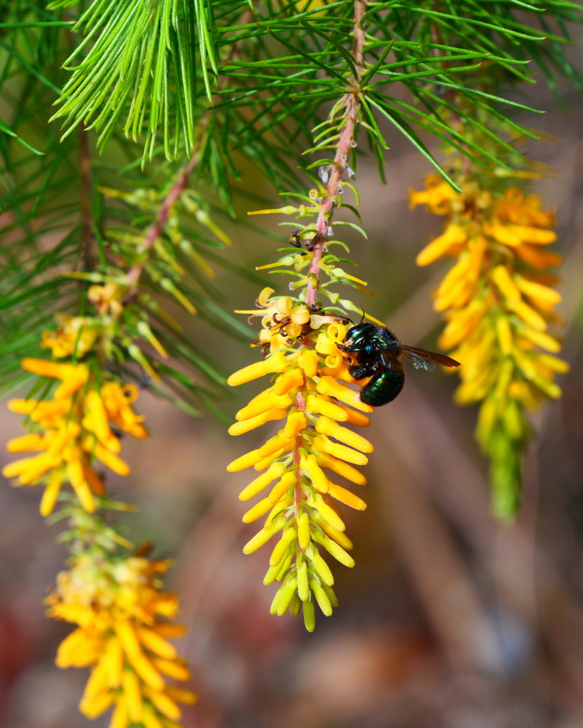 Peacock Carpenter Bee from North Turramurra NSW 2074, Australia on ...