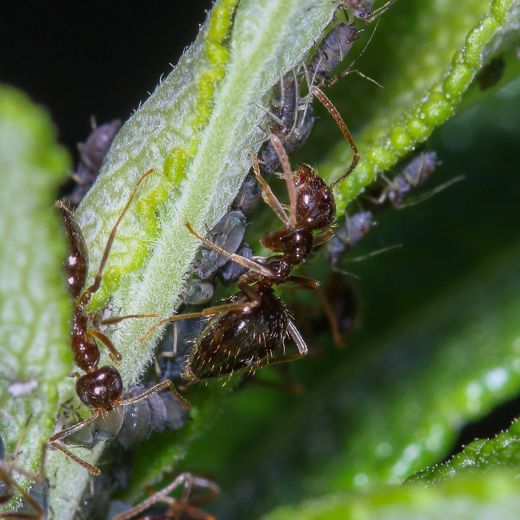 American Winter Ant in January 2024 by Michael Hawk · iNaturalist