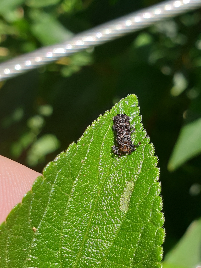 Lantana Leaf Beetle from Balmoral, Mosman NSW 2088, Australia on ...