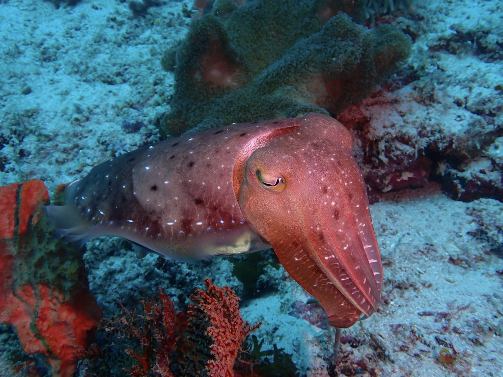 Broadclub Cuttlefish from Raja Ampat Regency on December 28, 2023 at 04 ...