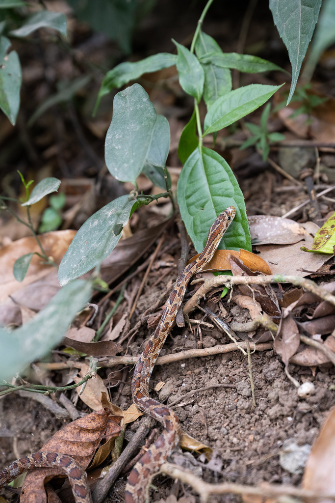 Green Rat Snake from Puntarenas Province, Monteverde, Costa Rica on ...
