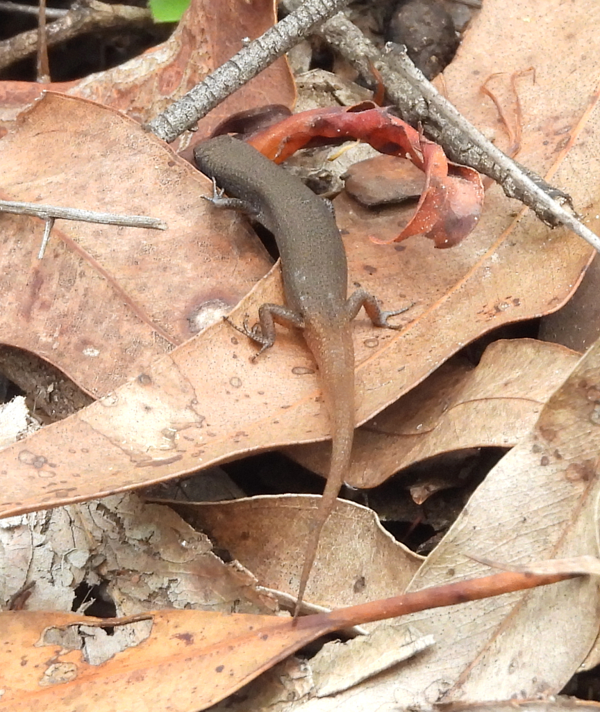 Tree-base Litter Skink from Bunyaville Conservation Park, Arana Hills ...