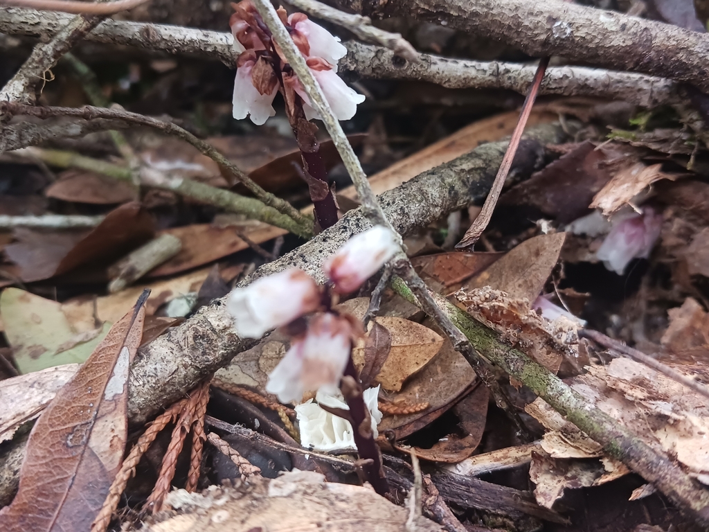 Florida Pygmy Pipes in January 2024 by Steven DM · iNaturalist