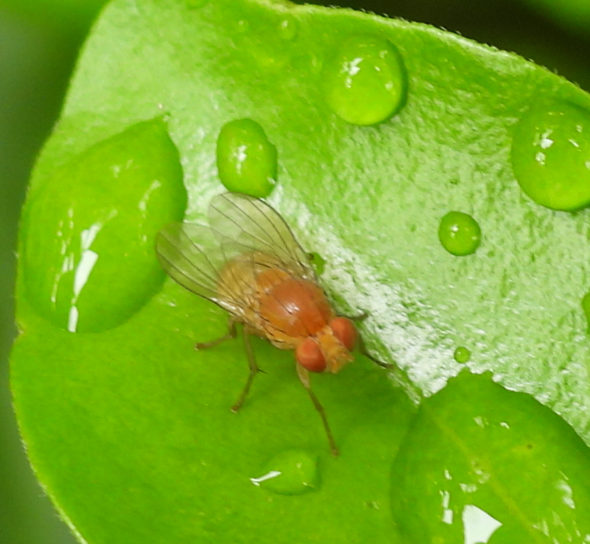 Acalyptrate Flies in January 2024 by cirolana · iNaturalist