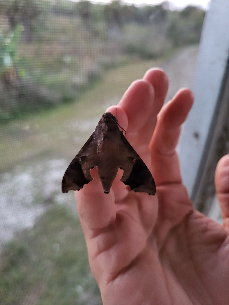 Mournful Sphinx in January 2024 by ajames99. Female · iNaturalist