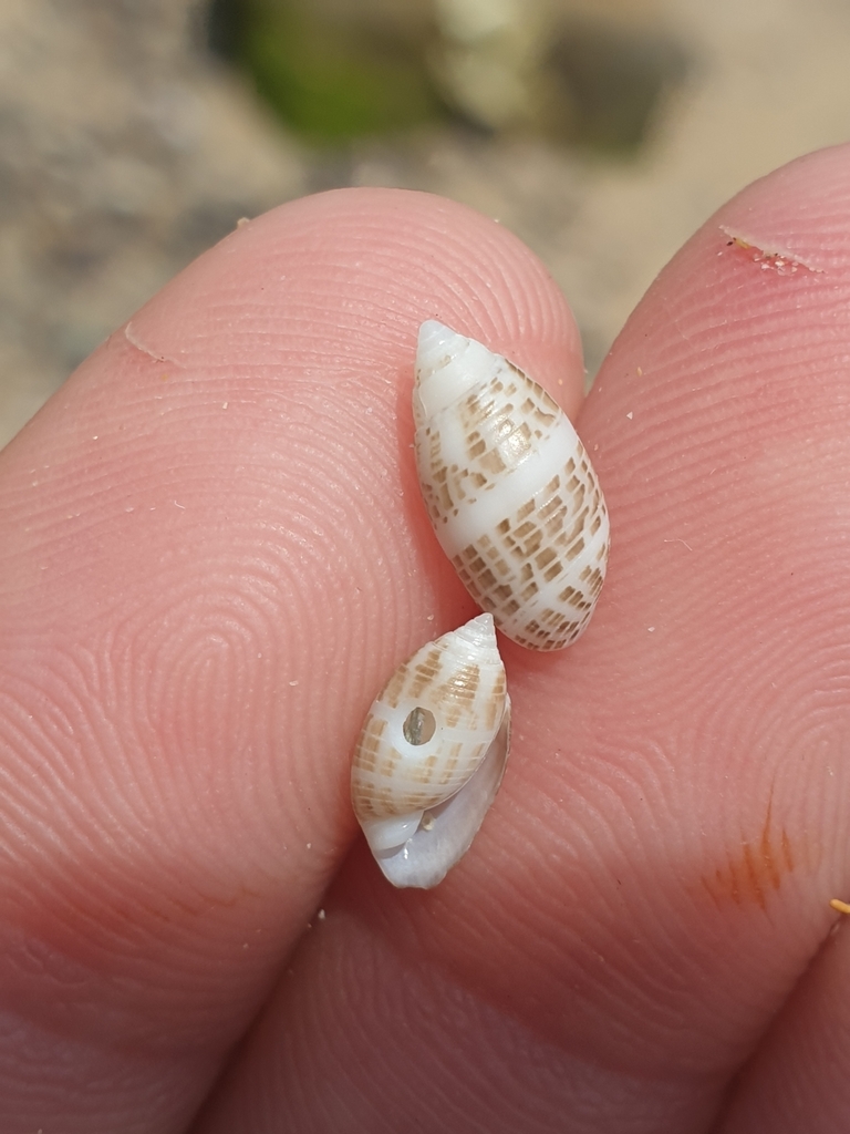 Pupa affinis from Building 21, Mosman NSW 2088, Australia on January 9, 2024 at 01:33 PM by Nick ...