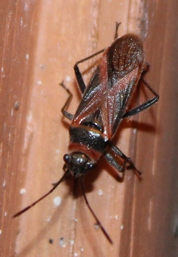 Swan plant seed bug from Smiths Lake NSW 2428, Australia on January 8 ...
