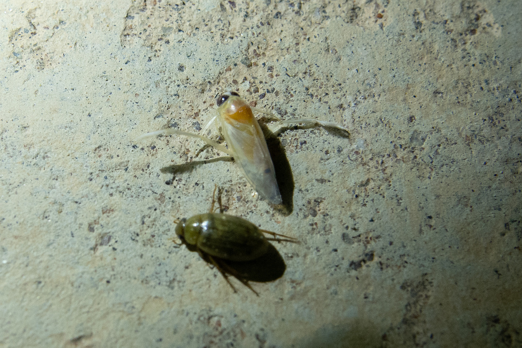 Common Backswimmers from Tibooburra NSW 2880, Australia on August 12 ...