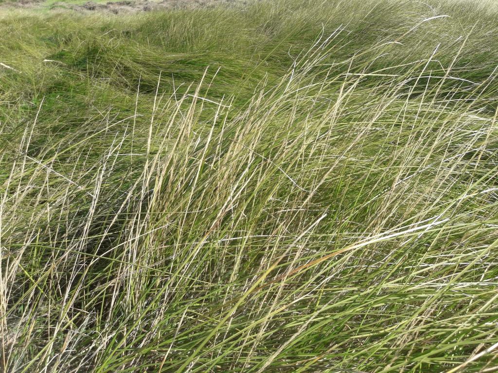 plants from Manukau, NZ-AU, NZ on April 04, 2019 at 09:21 PM by ...