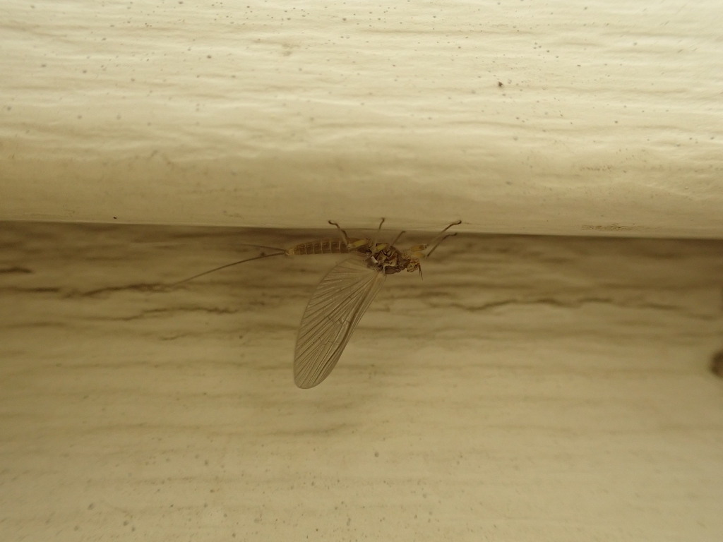Small Mayflies from Douglasdale, Calgary, AB T2Z, Canada on May 23 ...