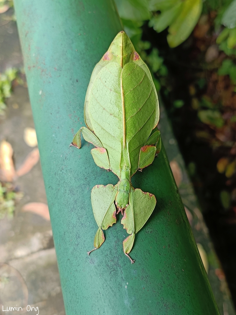 Gray's Leaf Insect from 20 Sime Rd, PCN - Lornie Nature Corridor, Singapore 288305 on December ...