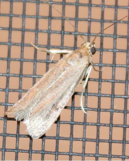 Cotton Web Spinner from Smiths Lake NSW 2428, Australia on January 8 ...