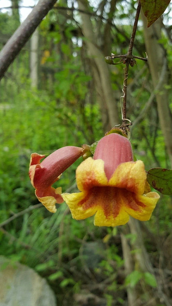 bignonia family (Bignoniaceae) - Botanical Realm
